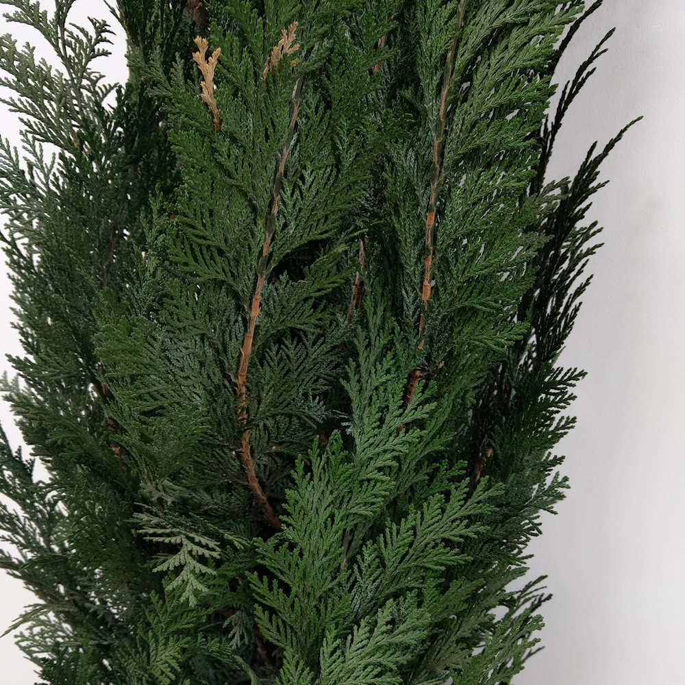 Preserved Conifer (Columnaris) - Verdi Preserved