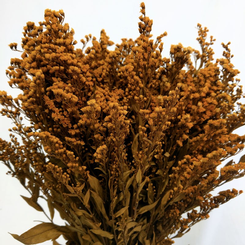 Preserved yellow solidago (Goldenrod), long lasting floral filler