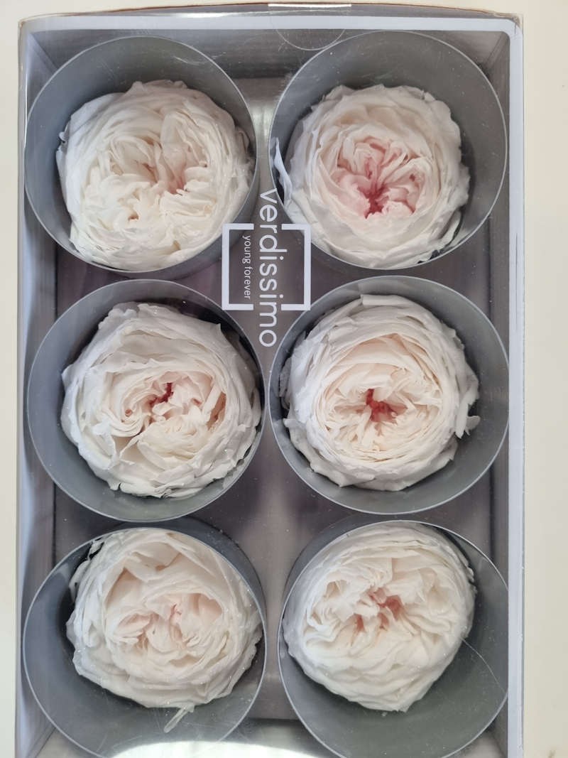 Pink/white Garden Rose - Verdi Preserved