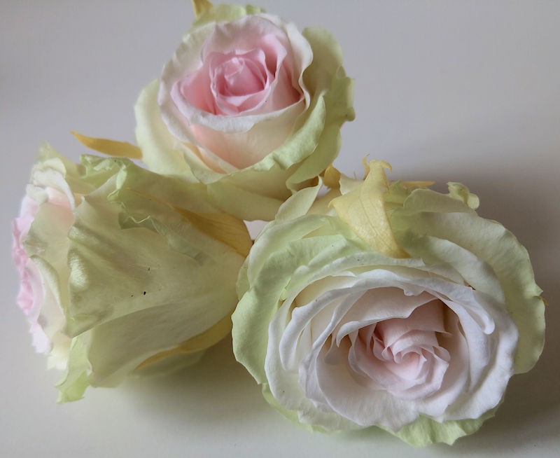 Tri colour Rose Heads - Verdi Preserved