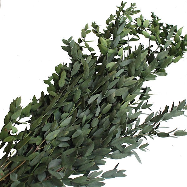 Parvafolia Green - Verdi Preserved