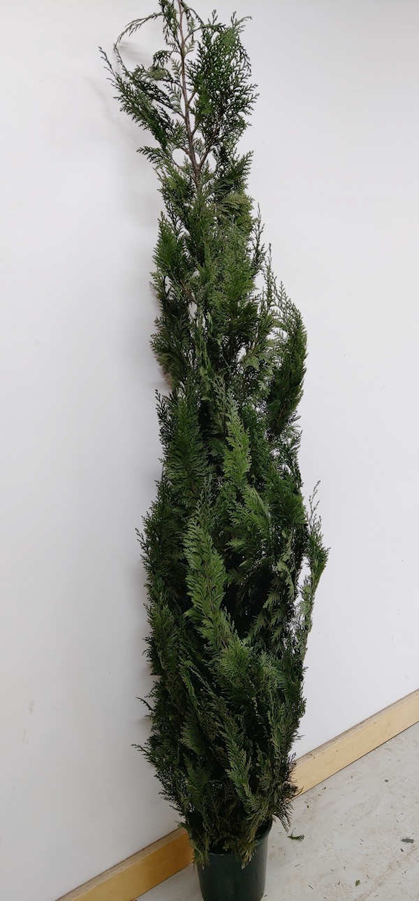 Preserved Conifer (Stardust) - Verdi Preserved
