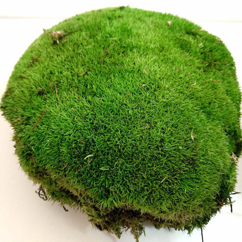 Large pieces of preserved bun moss