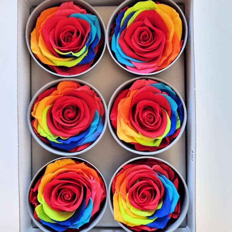 Rainbow Rose Heads - Verdi Preserved