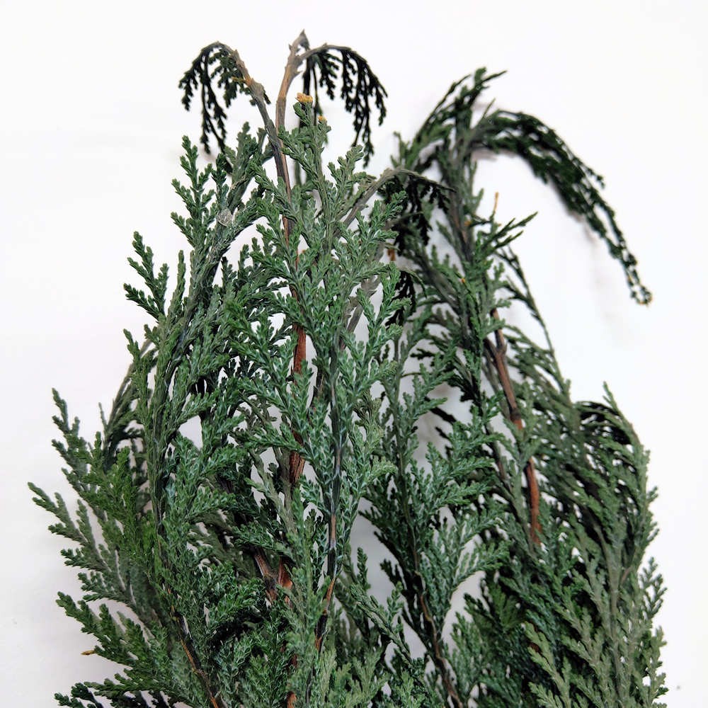 Preserved Conifer (Columnaris) - Verdi Preserved
