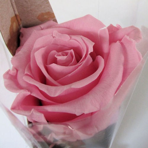 Pastel Pink Amorosa Rose (Bag) Case of 30 - Verdi Preserved