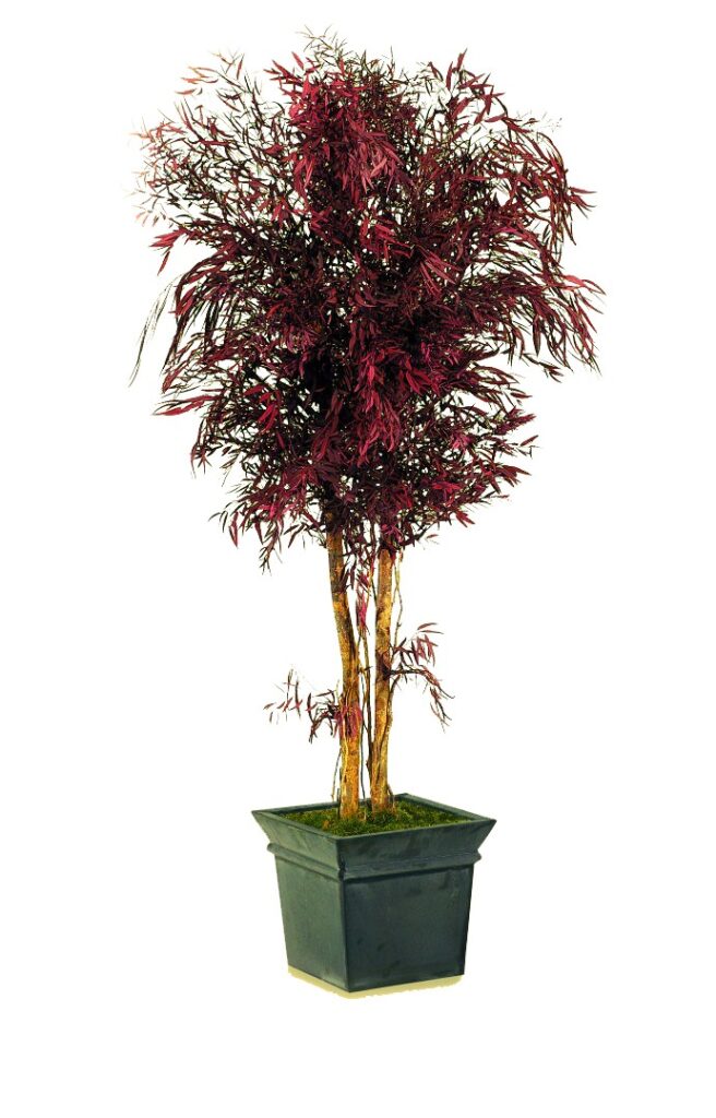 Preserved Foliage - Verdi Preserved