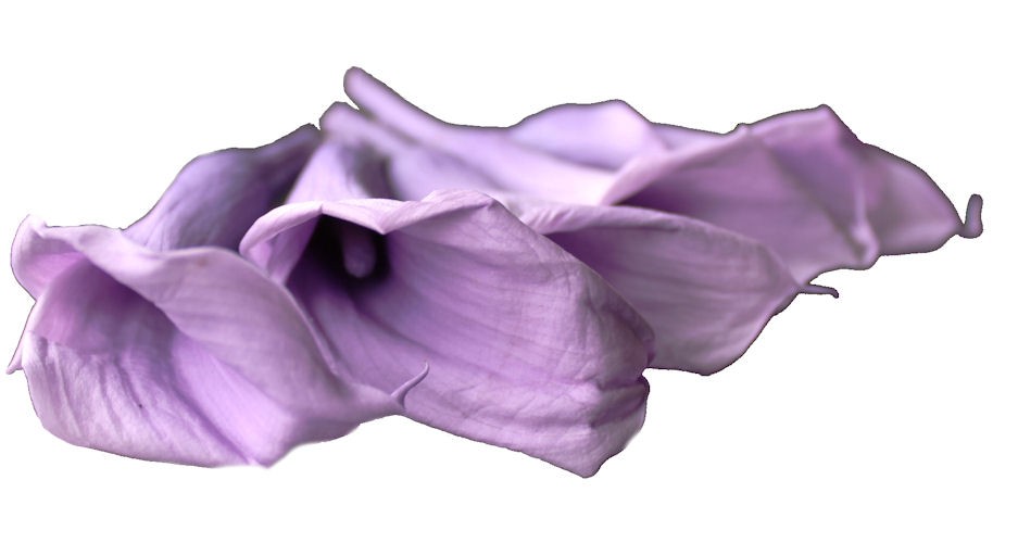 Lilac preserved calla lily heads