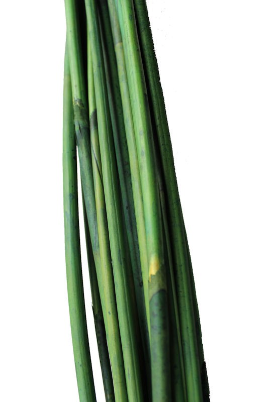 Elephant Reed green - Verdi Preserved