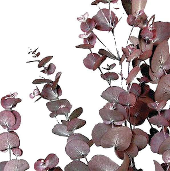 Gunny Red - Verdi Preserved