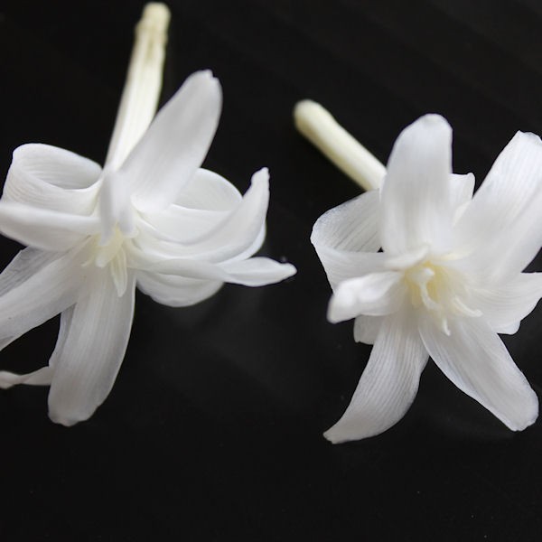 White Nardos - Verdi Preserved