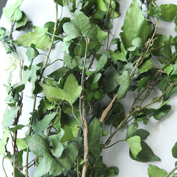 Hedera Helix Mini Green - Verdi Preserved