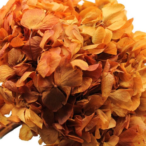 Preserved rust coloured hydrangea
