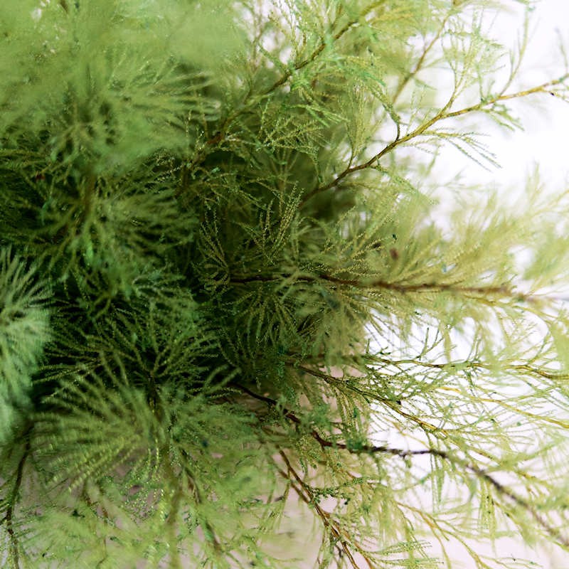 Air Fern, light green - Verdi Preserved