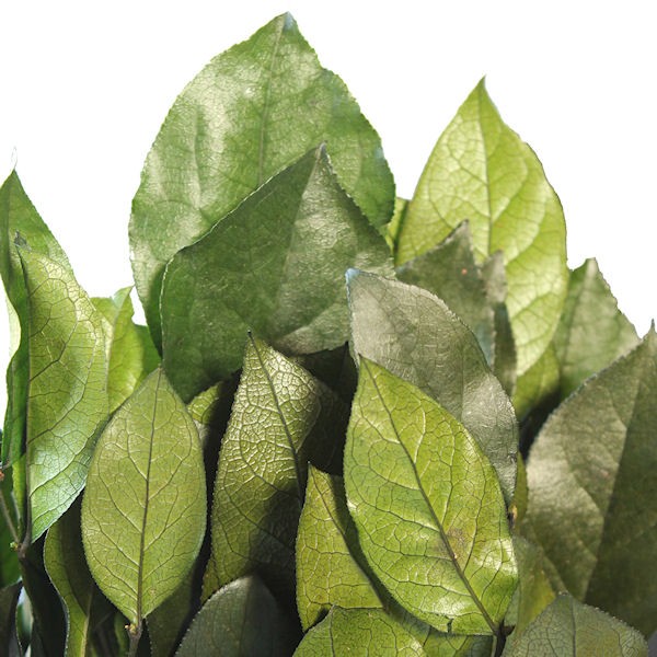 Salal Green - Verdi Preserved