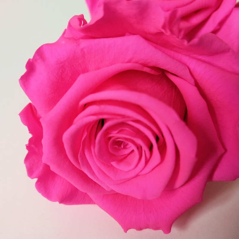 Pink - Bright Rose Heads - Verdi Preserved