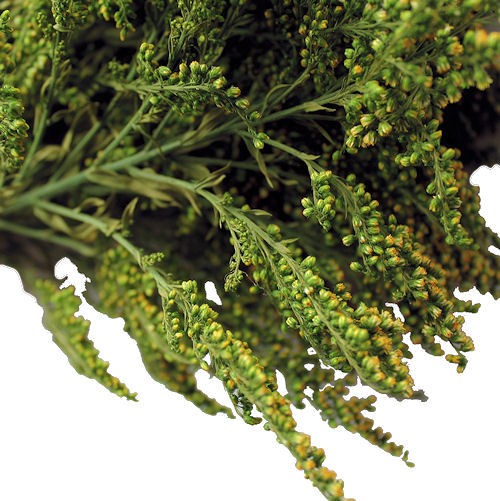 Solidago Green - Verdi Preserved
