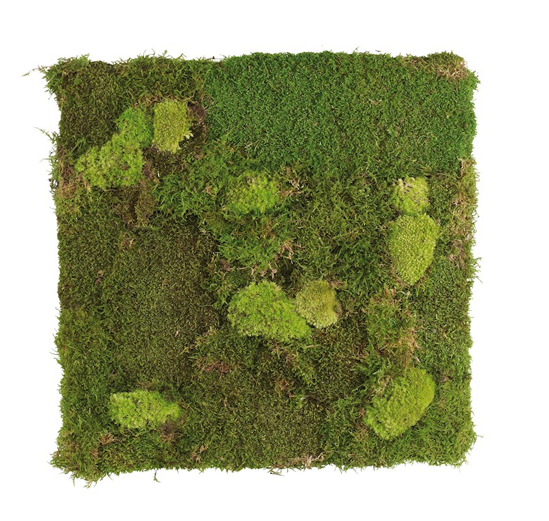 Bun and Flat moss wall panels - Verdi Preserved