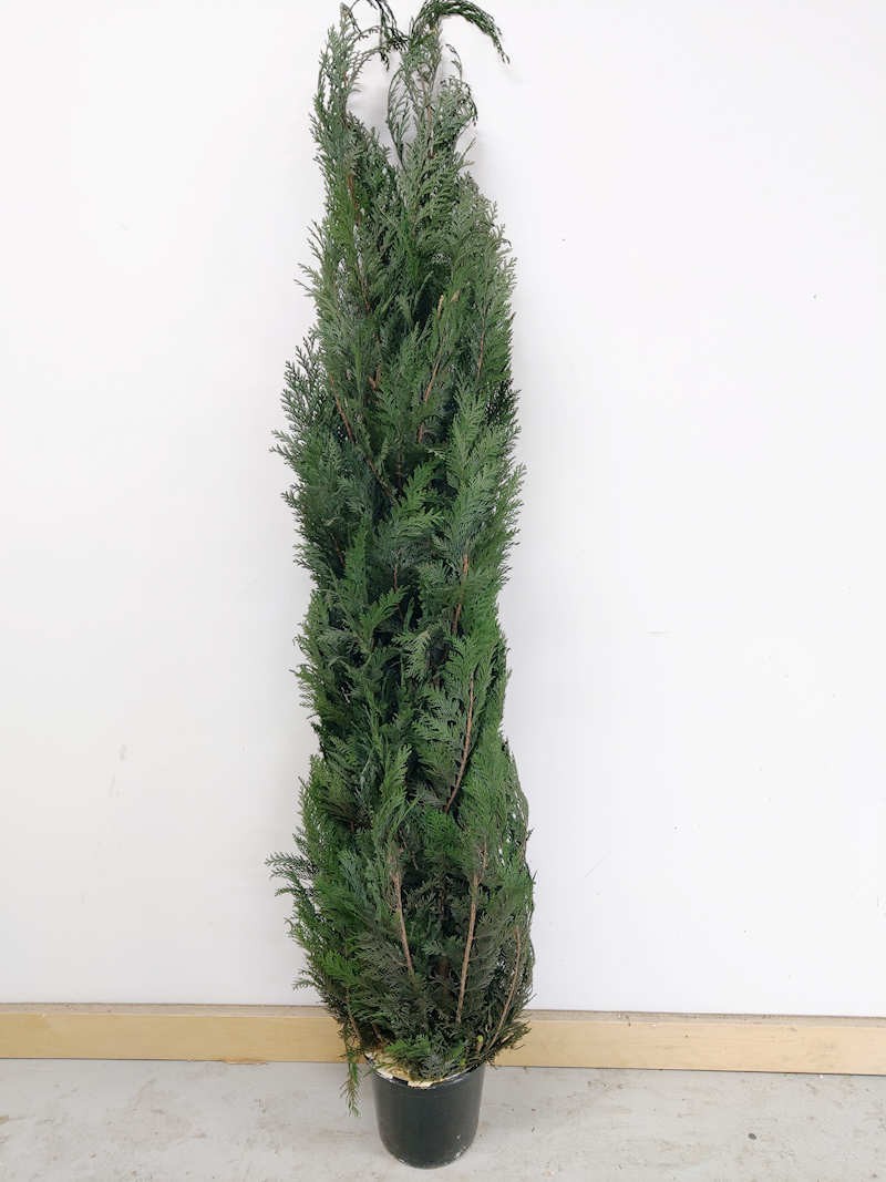 Preserved Conifer (Columnaris) - Verdi Preserved