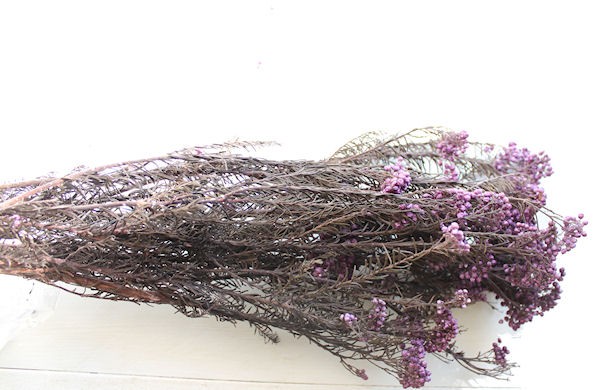 Lilac Rice Flower - Verdi Preserved
