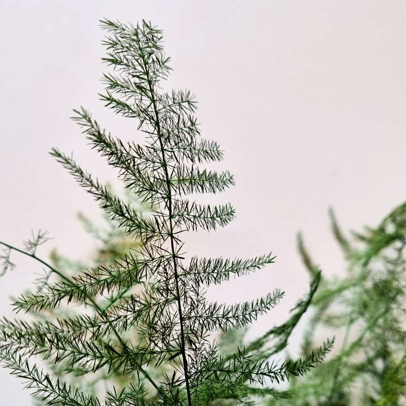 Asparagus Fern - Verdi Preserved