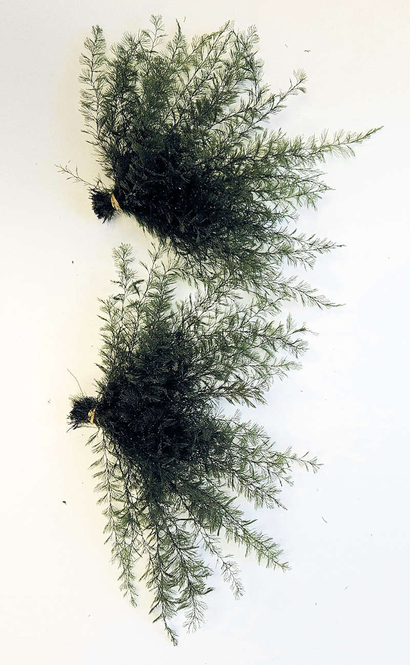 Air Fern, dark green - Verdi Preserved