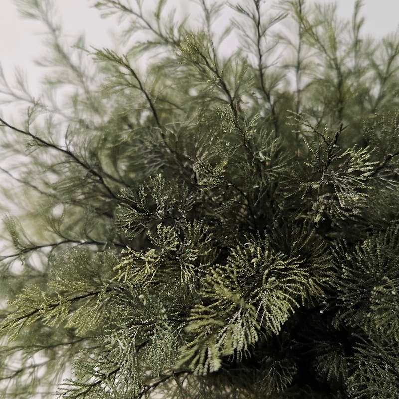 Air Fern, dark green - Verdi Preserved