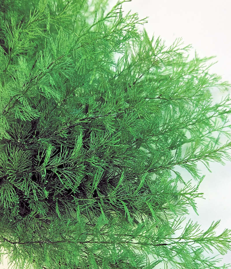 Air Fern, light green - Verdi Preserved
