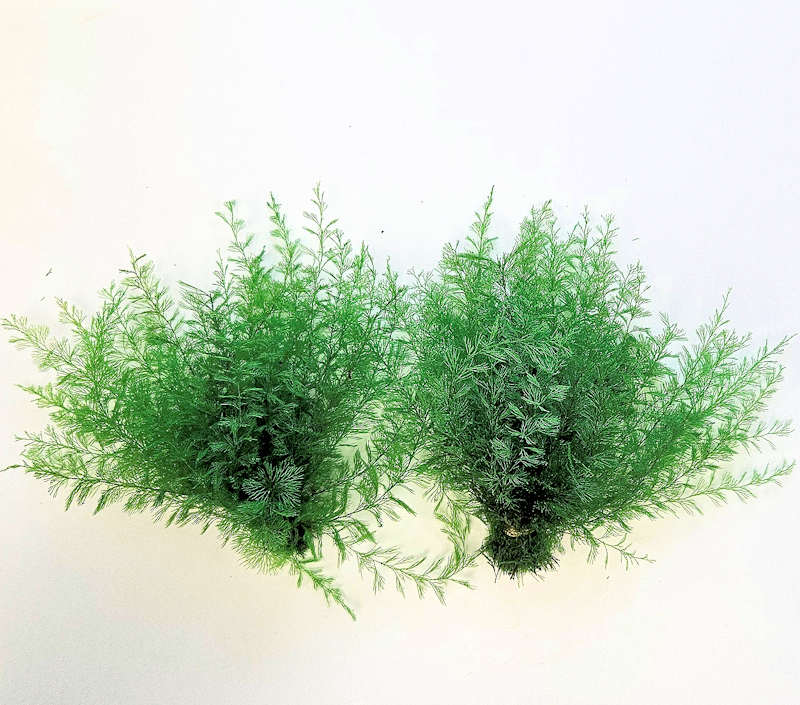 Air Fern, light green - Verdi Preserved