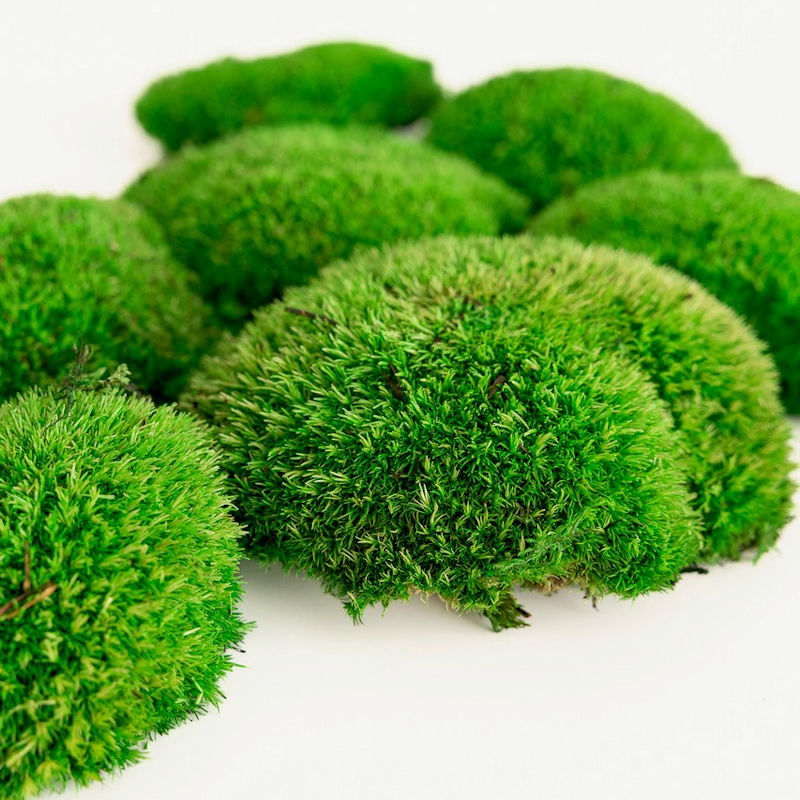 Preserved Bun Moss, light green