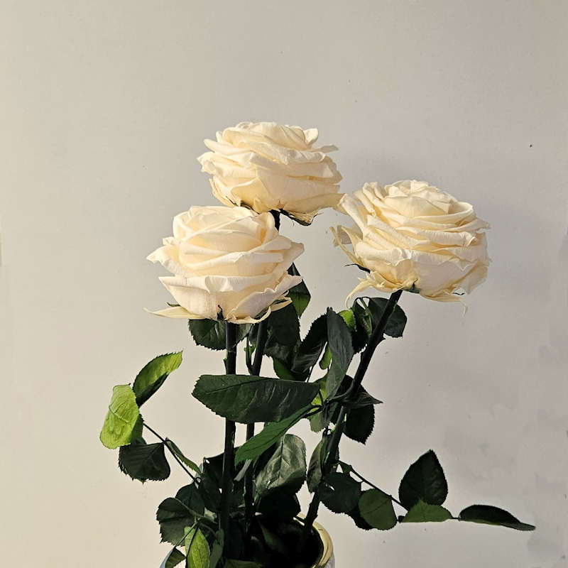 Champagne Super Amorosa Rose (Tube) Case of 12 - Verdi Preserved