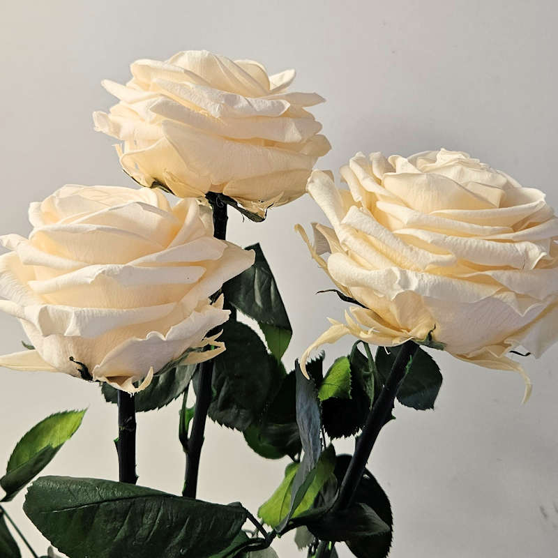 Champagne Super Amorosa Rose (Tube) Case of 12 - Verdi Preserved