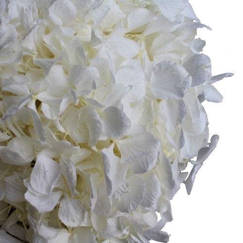 White Premium Hydrangea Head - Verdi Preserved