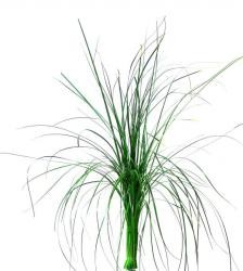 Bear Grass Green (Xerophyllum Tenax) - Verdi Preserved