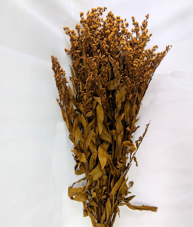 Preserved yellow solidago (Goldenrod), long lasting floral filler