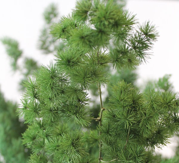 Ming Fern - Verdi Preserved