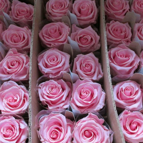 Pastel Pink Amorosa Rose (Bag) Case of 30 - Verdi Preserved
