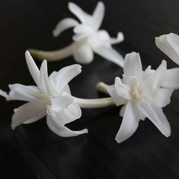 White Nardos - Verdi Preserved