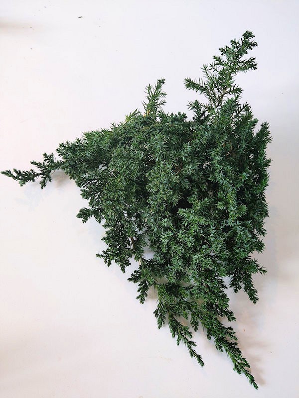 Preserved juniper foliage
