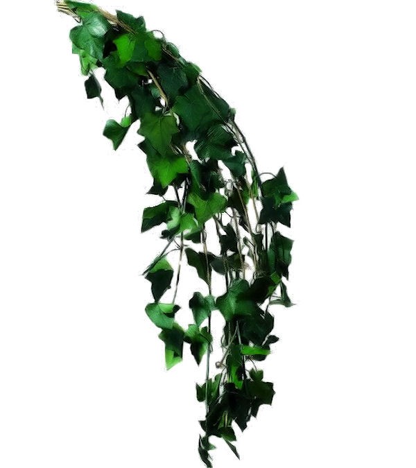 Hedera Helix Mini Green - Verdi Preserved