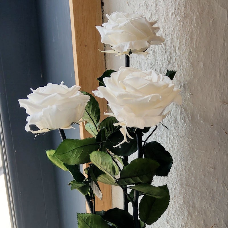 White Super Amorosa Rose (bag) case of 12 - Verdi Preserved