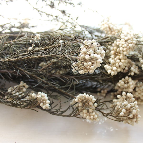 Preserved white rice flower