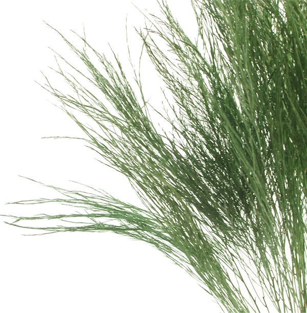 Tiki Fern - Verdi Preserved