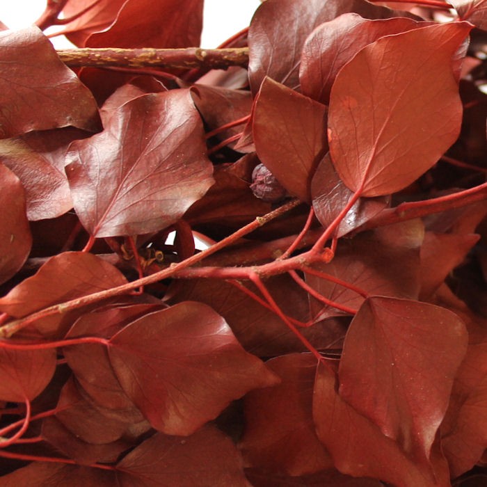 Hedera Arborea Red - Verdi Preserved