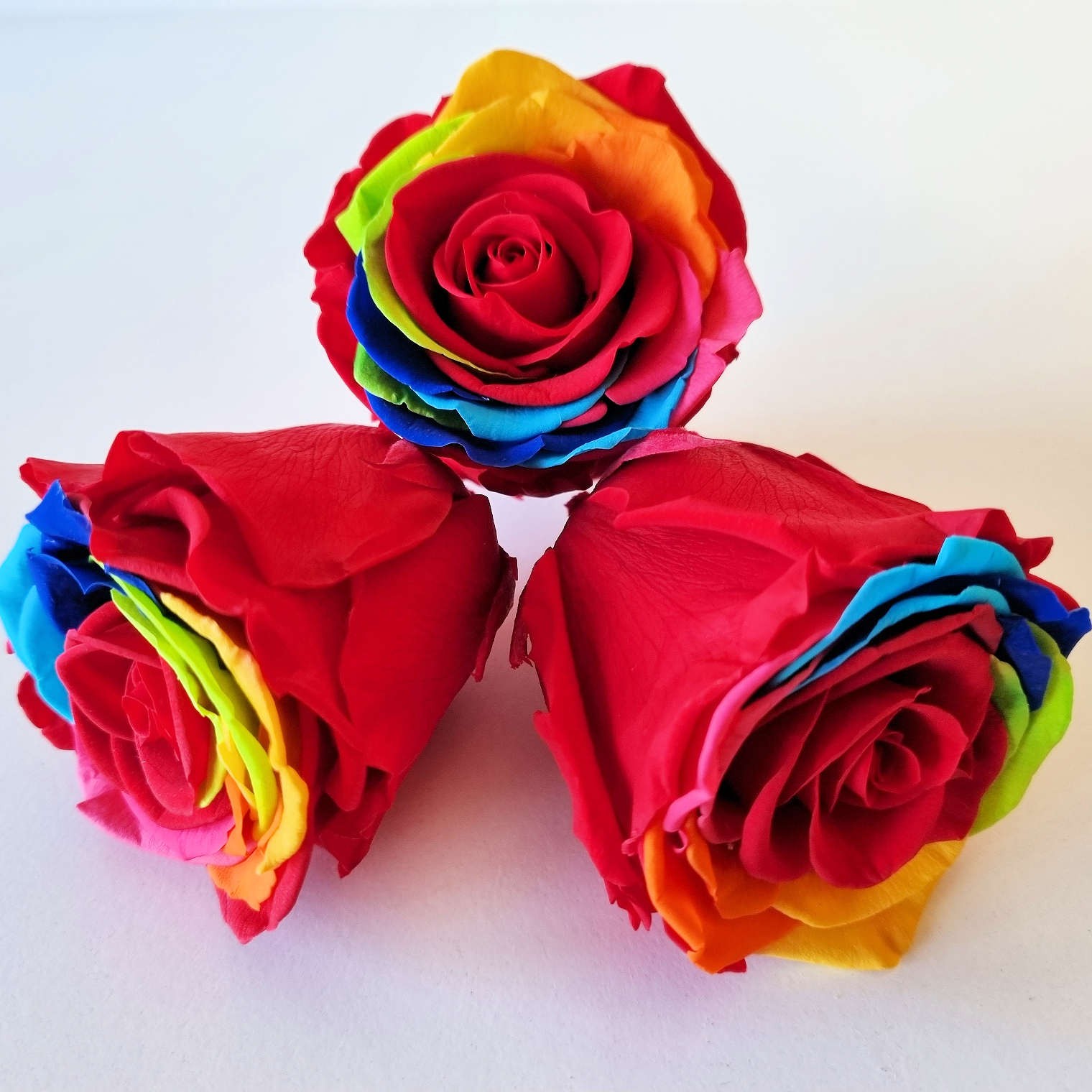 Rainbow Rose Heads - Verdi Preserved
