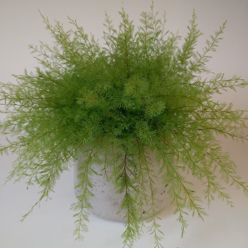 Air Fern, light green - Verdi Preserved