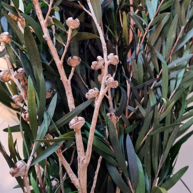 Lepto Lungifolia - Verdi Preserved