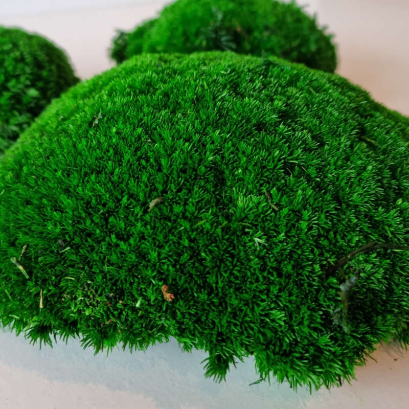 Preserved dark green bun moss