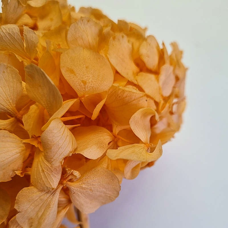 Light Orange Premium Hydrangea Heads - Verdi Preserved