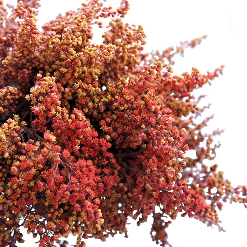 Solidago Burgundy - Verdi Preserved